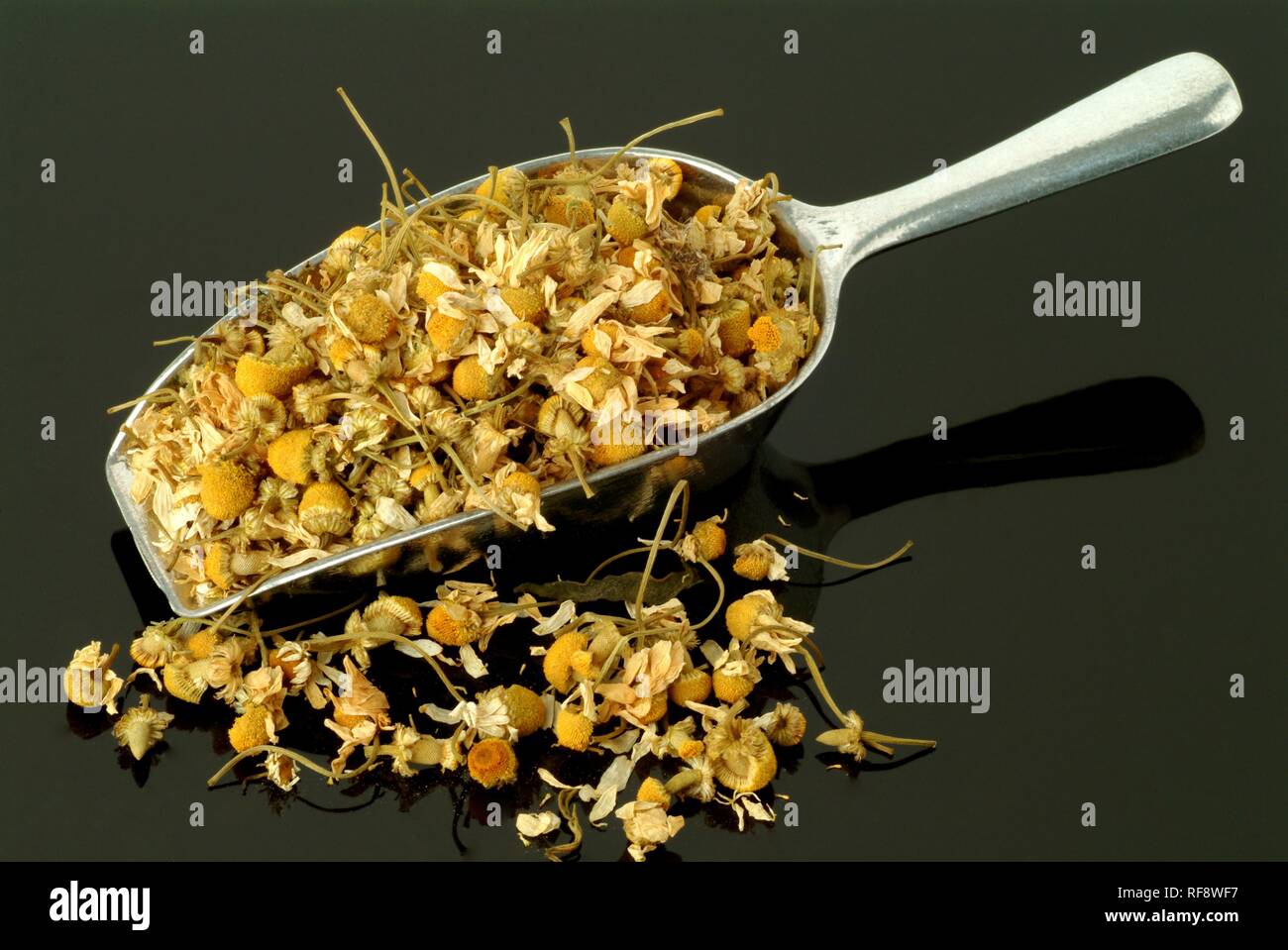 German Chamomile, Hungarian Camomile or Wild Chamomile (Matricaria ...