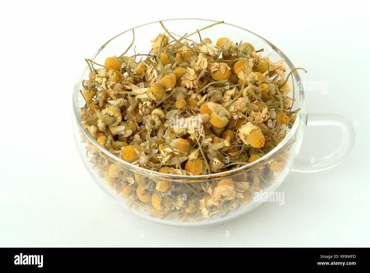 German Chamomile, Hungarian Camomile or Wild Chamomile (Matricaria ...