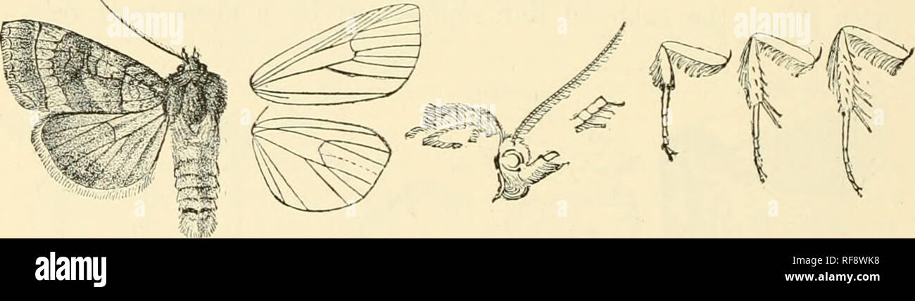 . Catalogue of Lepidoptera Phalaenae in the British Museum. Moths. 600 ...