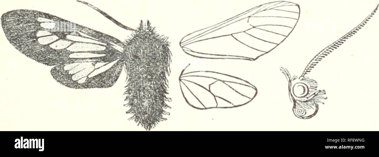 Streaks on wing hi-res stock photography and images - Alamy