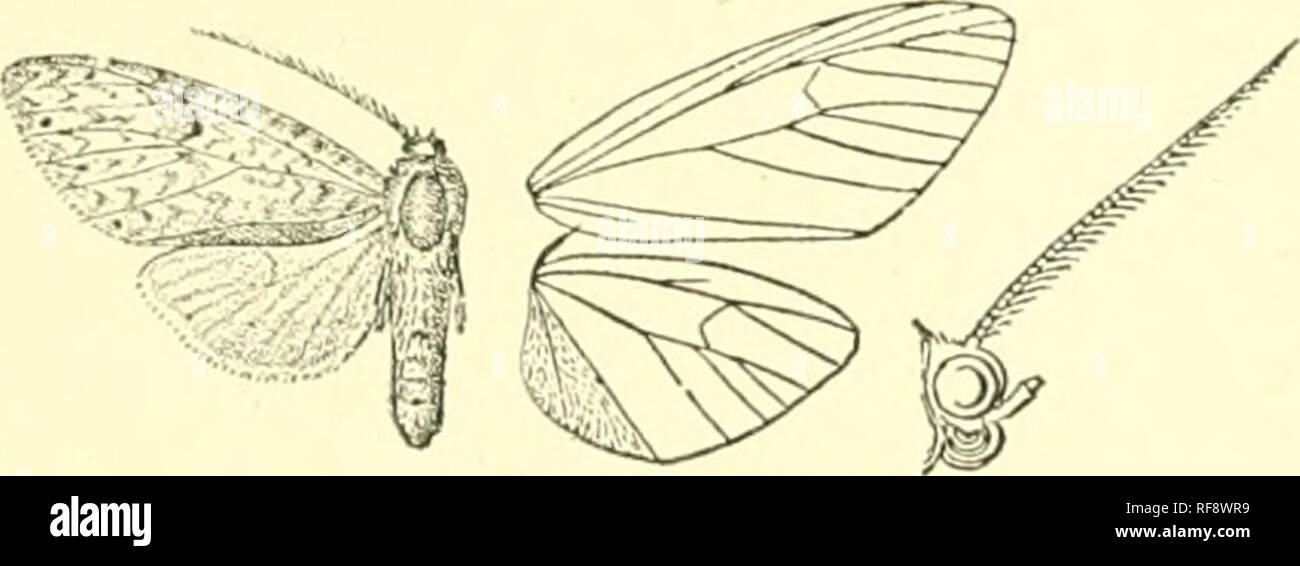 . Catalogue of Lepidoptera Phalaenae in the British Museum. Moths ...