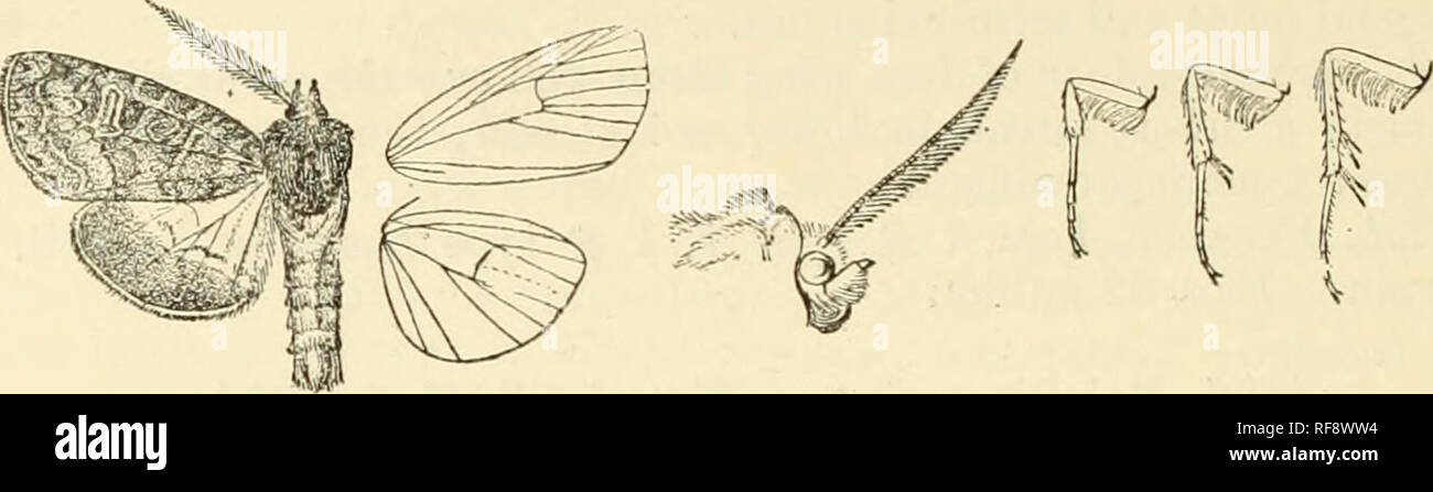 . Catalogue of Lepidoptera Phalaenae in the British Museum. Moths. 514 ...
