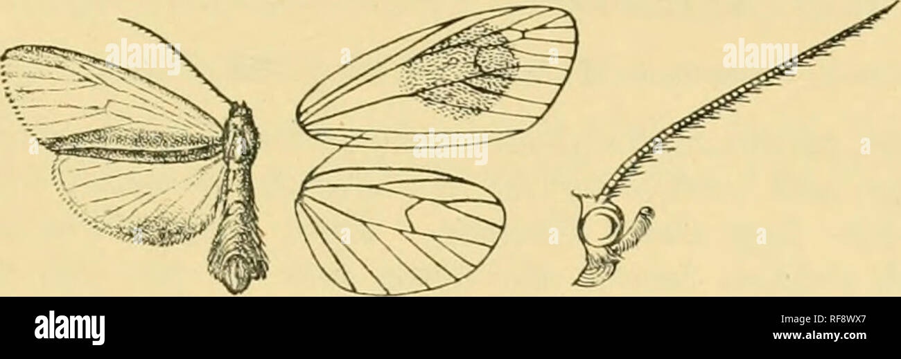 . Catalogue of the Lepidoptera Phalænæ in the British museum. Moths ...