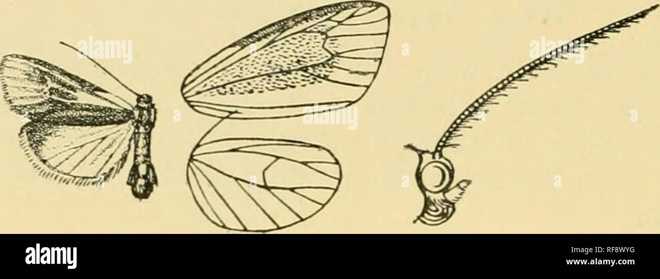 . Catalogue of the Lepidoptera Phalænæ in the British museum. Moths ...