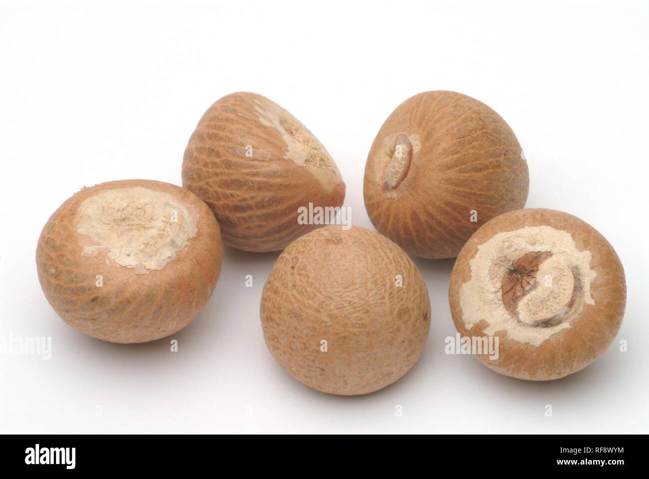 Betel Nuts, Pinang Nuts (Areca catechu), medicinal plant, spice Stock ...