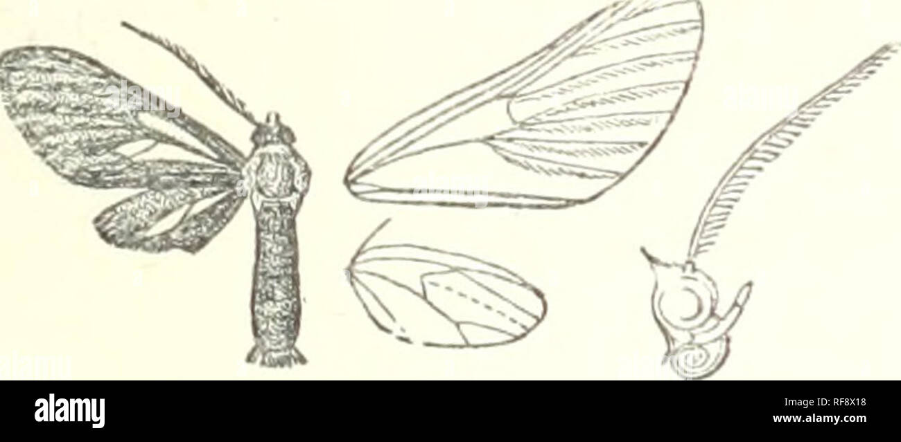 . Catalogue of the Lepidoptera Phalænæ in the British Museum. British ...