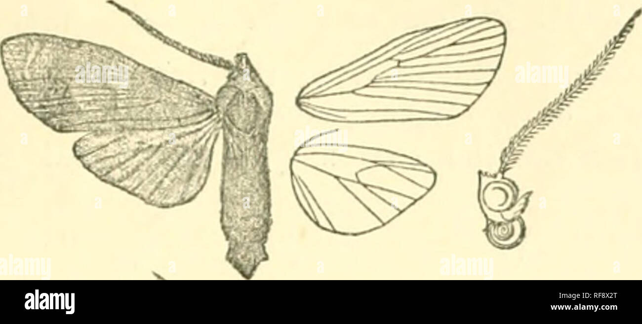 Nezula grisea hi-res stock photography and images - Alamy