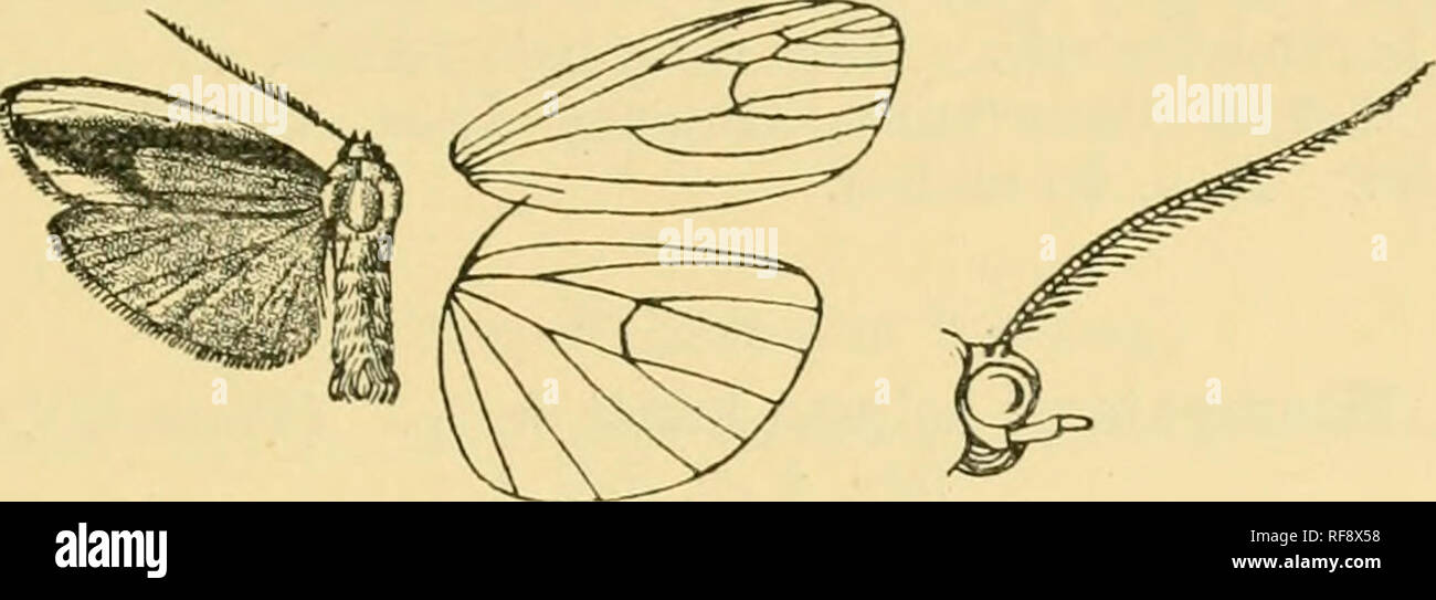 . Catalogue of the Lepidoptera Phalænæ in the British museum. Moths ...