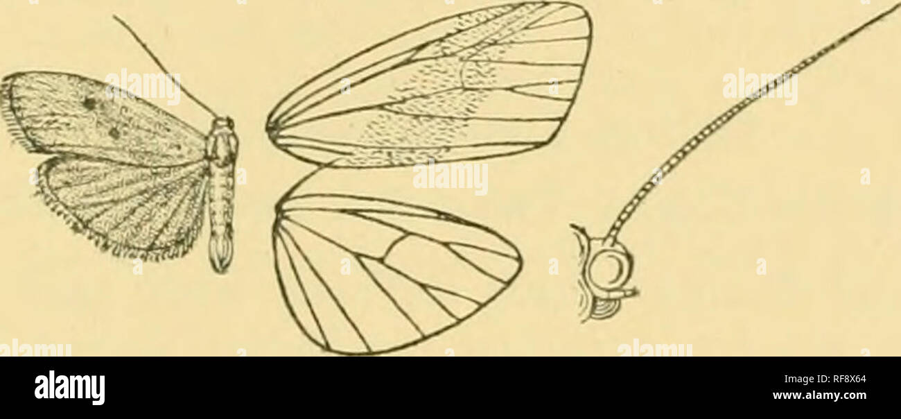 . Catalogue of the Lepidoptera PhalÃ¦nÃ¦ in the British museum. Moths ...