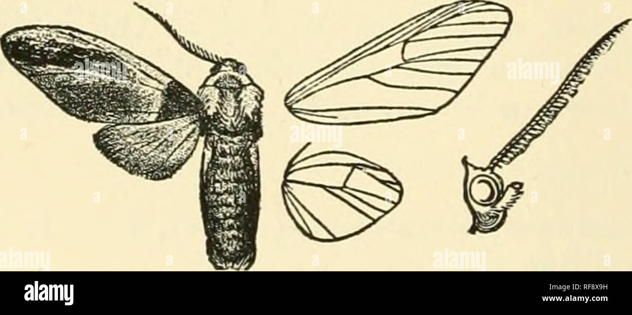 . Catalogue of Lepidoptera Phalaenae in the British Museum. Moths. 64 ...