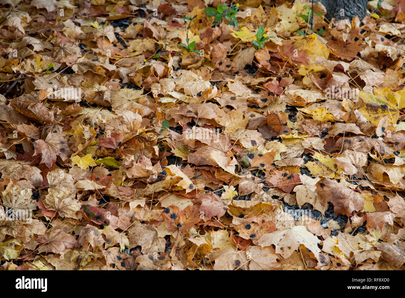 AUTUMN LEAVES on the ground Stock Photo - Alamy