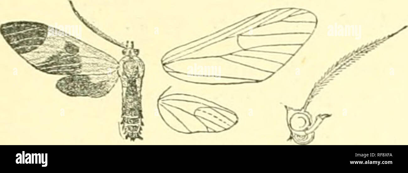 . Catalogue of Lepidoptera Phalaenae in the British Museum. Moths ...