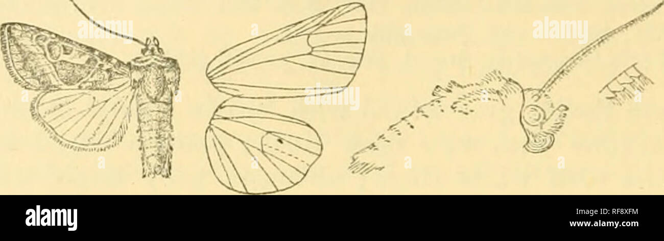 . Catalogue of the Lepidoptera Phalænæ in the British museum. Moths. '6 ...