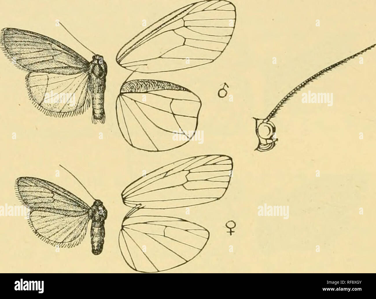 . Catalogue of the Lepidoptera Phalænæ in the British museum. Moths ...