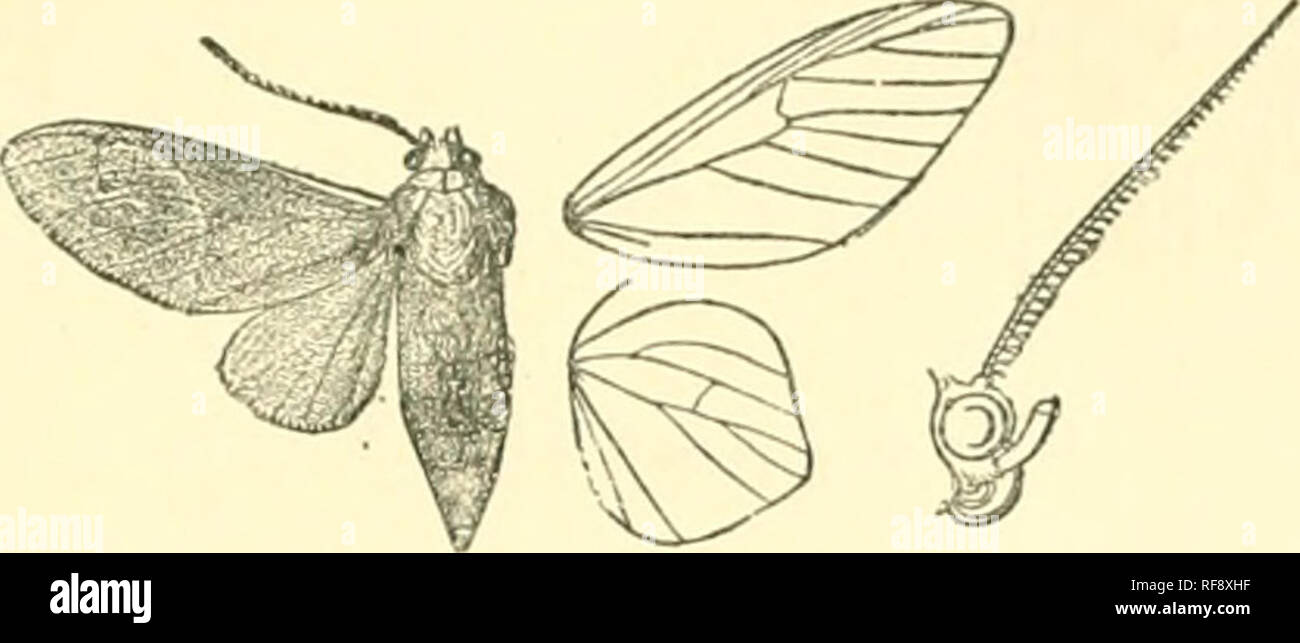 . Catalogue of Lepidoptera Phalaenae in the British Museum. Moths ...