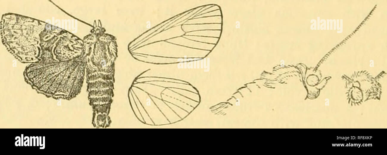 . Catalogue of the Lepidoptera Phalænæ in the British museum. Moths. 18 ...