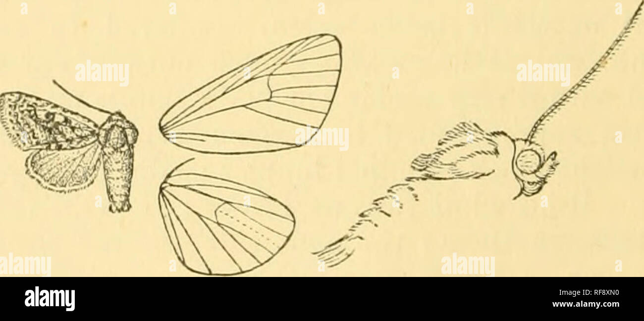 . Catalogue of the Lepidoptera Phalænæ in the British museum. Moths. 10 ...