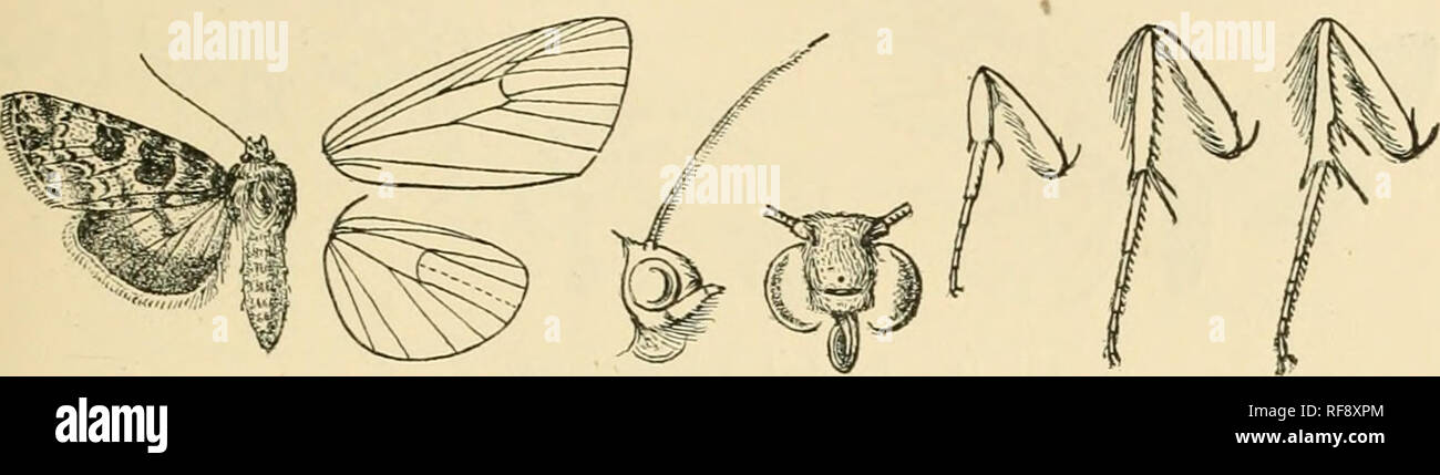 . Catalogue of Lepidoptera Phalaenae in the British Museum. Moths ...