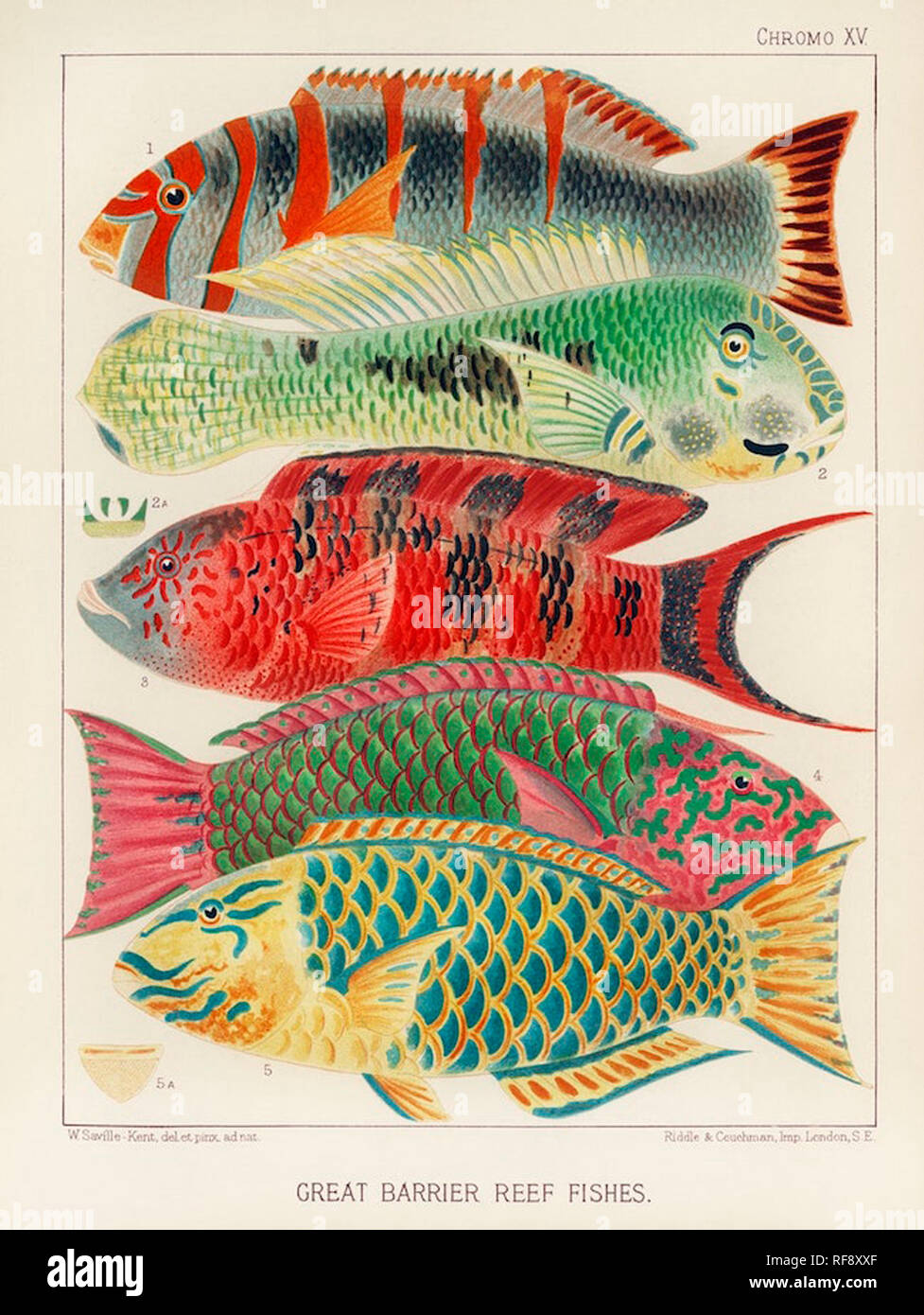 fish and sealife illustration Stock Photo - Alamy