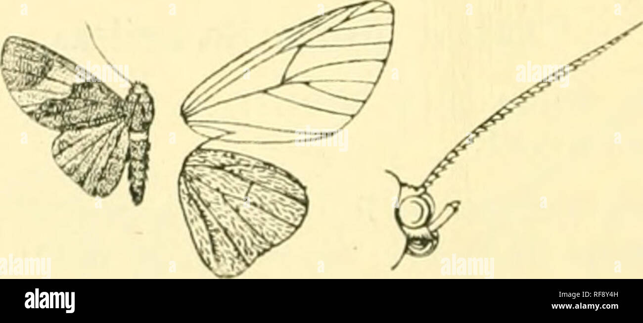 . Catalogue of the Lepidoptera Phalænæ in the British museum. Moths. 74 ...