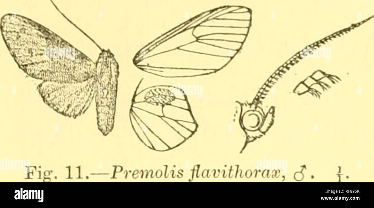 . Catalogue of the Lepidoptera Phalænæ in the British museum. Moths ...