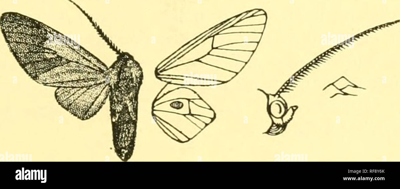 . Catalogue of the Lepidoptera Phalænæ in the British museum. Moths ...