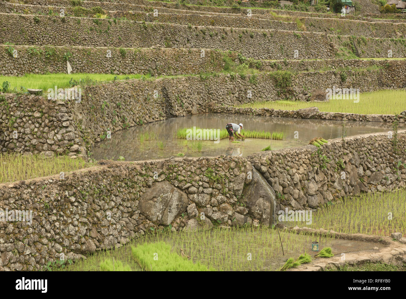 The amazing UNESCO stone rice terraces of Batad, Banaue, Mountain ...