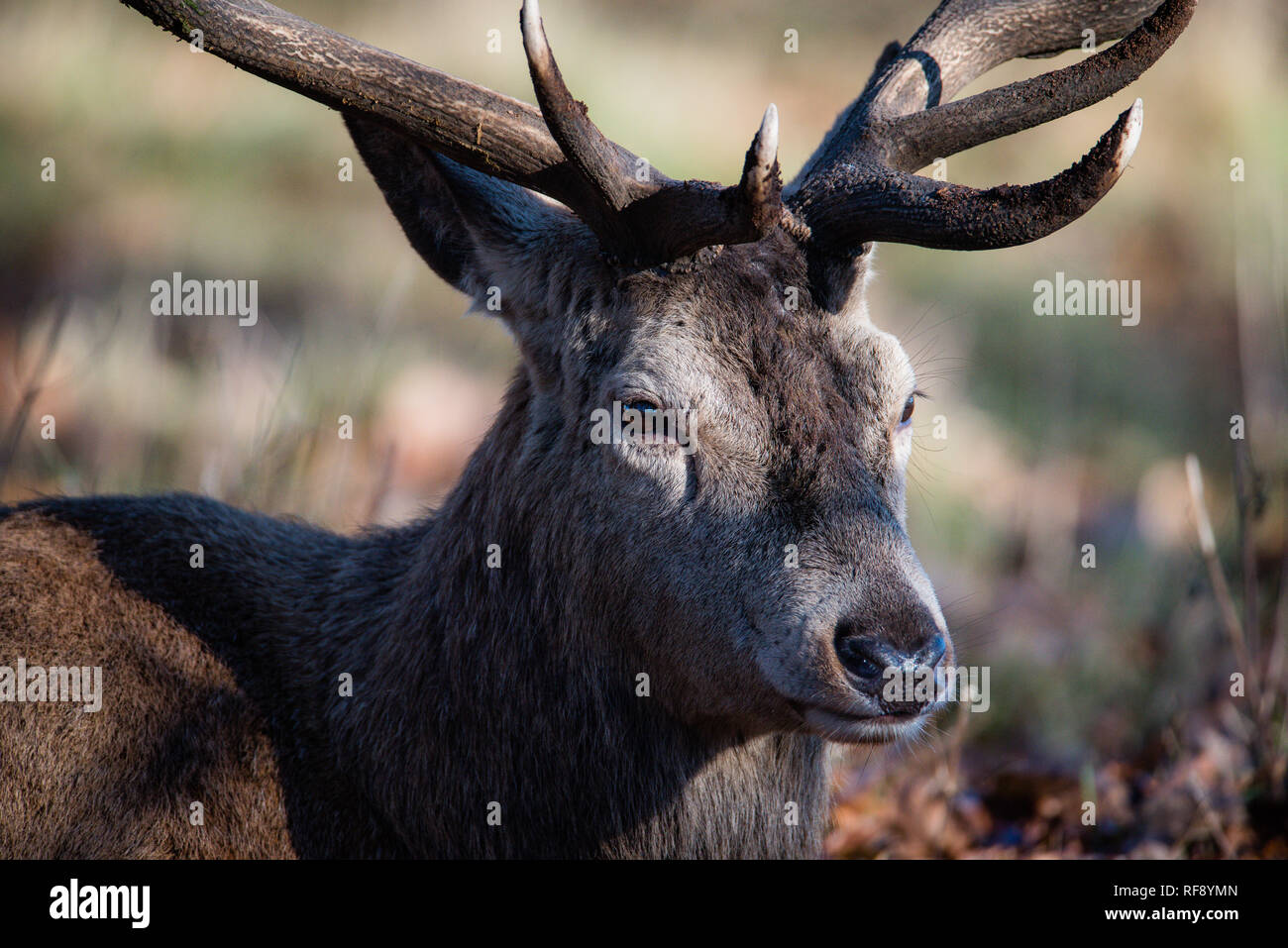 Red Deer in the winter sun, Woolaton Hall Stock Photo - Alamy