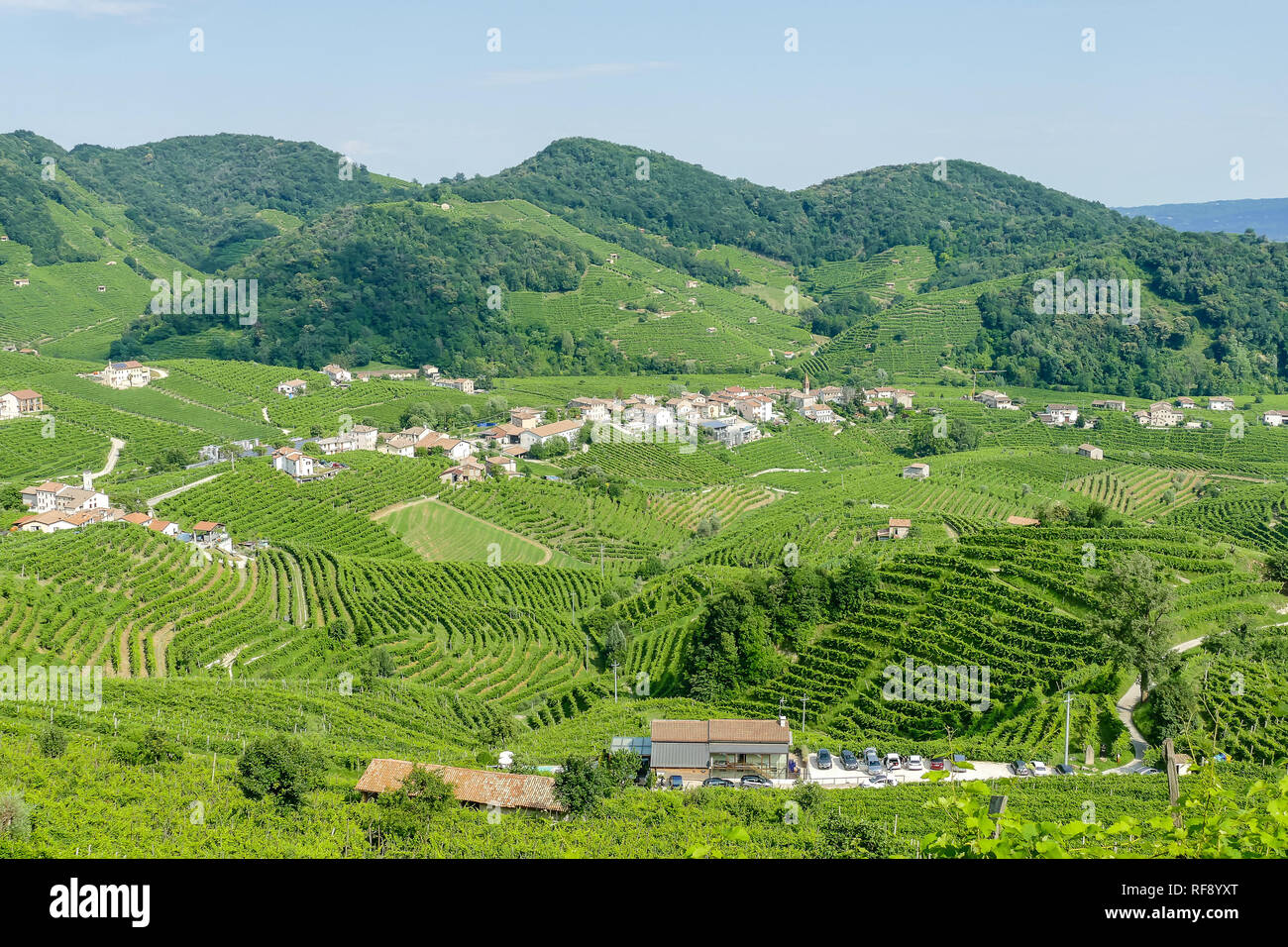Prosecco White Wine Vineyards , in Prosecco Valley, Vadobbiadene ...