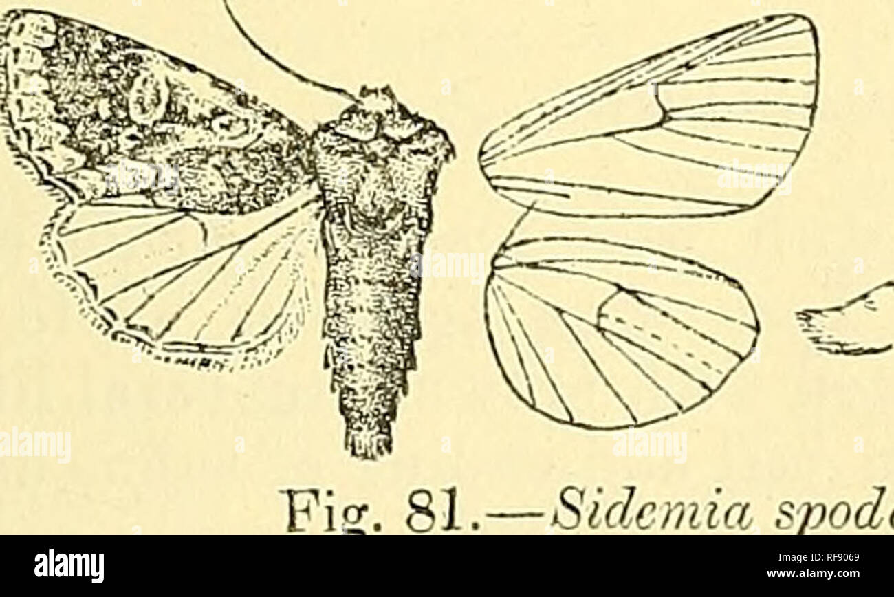 . Catalogue of the Lepidoptera Phalaenae in the British Museum. Moths ...