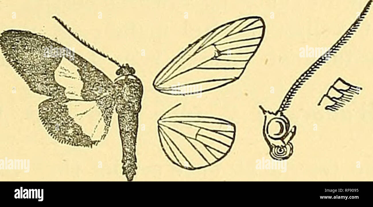 . Catalogue of the Lepidoptera Phalaenae in the British Museum. Moths ...