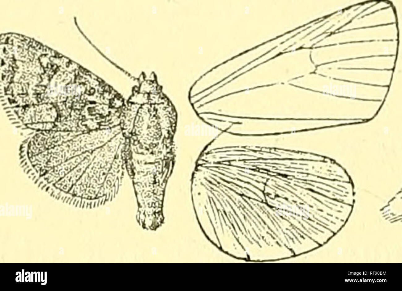. Catalogue of the Lepidoptera Phalaenae in the British Museum. Moths ...