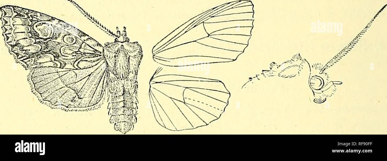 . Catalogue of the Lepidoptera Phalaenae in the British Museum. Moths ...