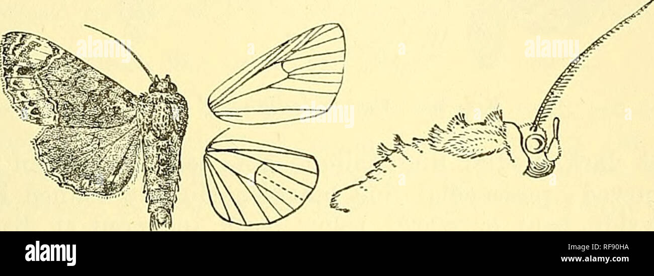 . Catalogue of the Lepidoptera Phalaenae in the British Museum. Moths ...