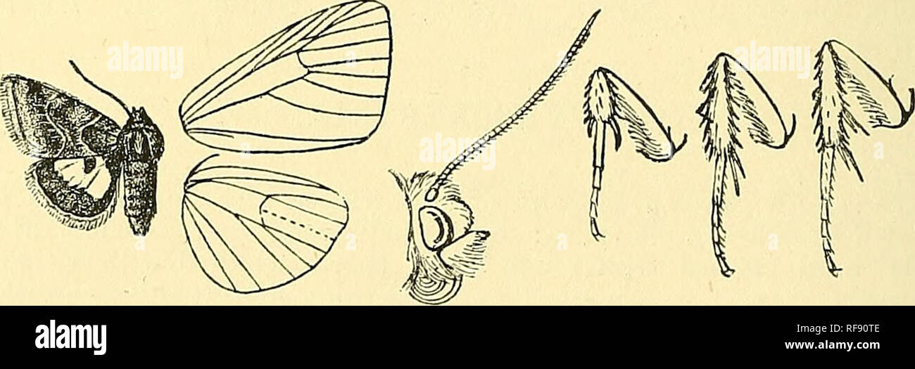 . Catalogue of the Lepidoptera Phalaenae in the British Museum. Moths ...