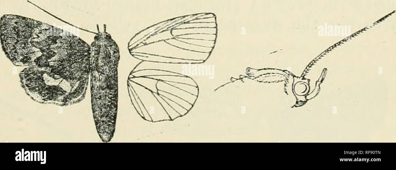 . Catalogue of Lepidoptera Phalaenae in the British Museum. Supplement ...