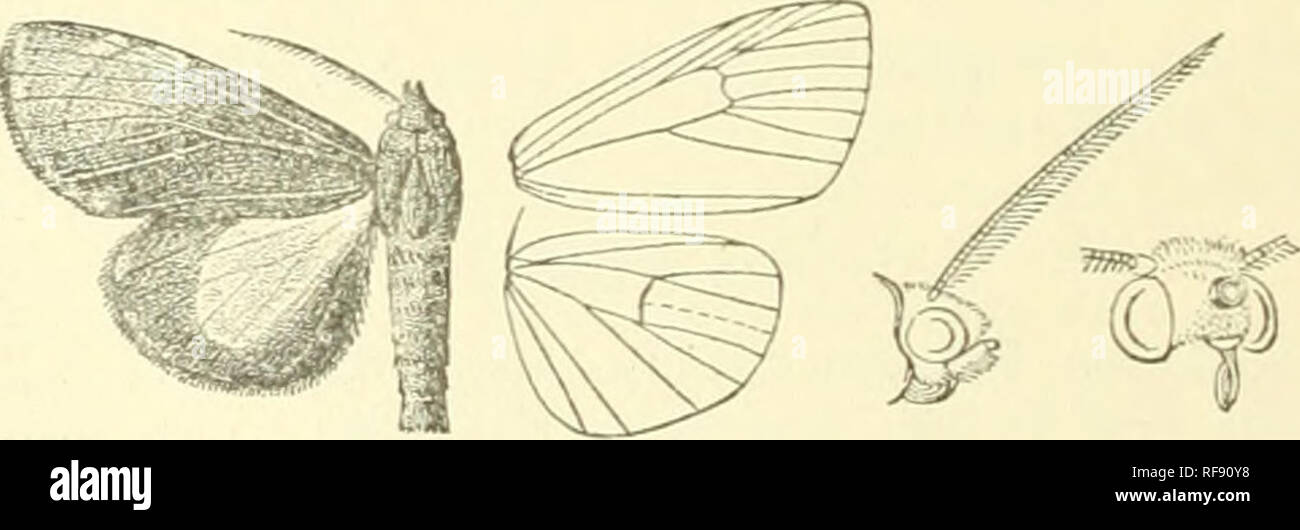. Catalogue of Lepidoptera Phalaenae in the British Museum. Moths. 420 ...