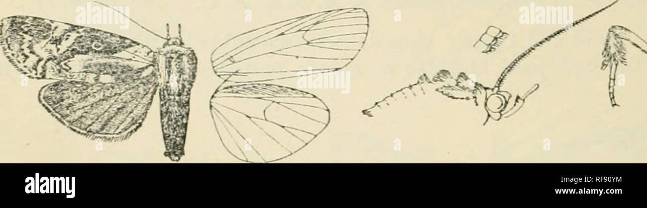 White basal marks hi-res stock photography and images - Alamy