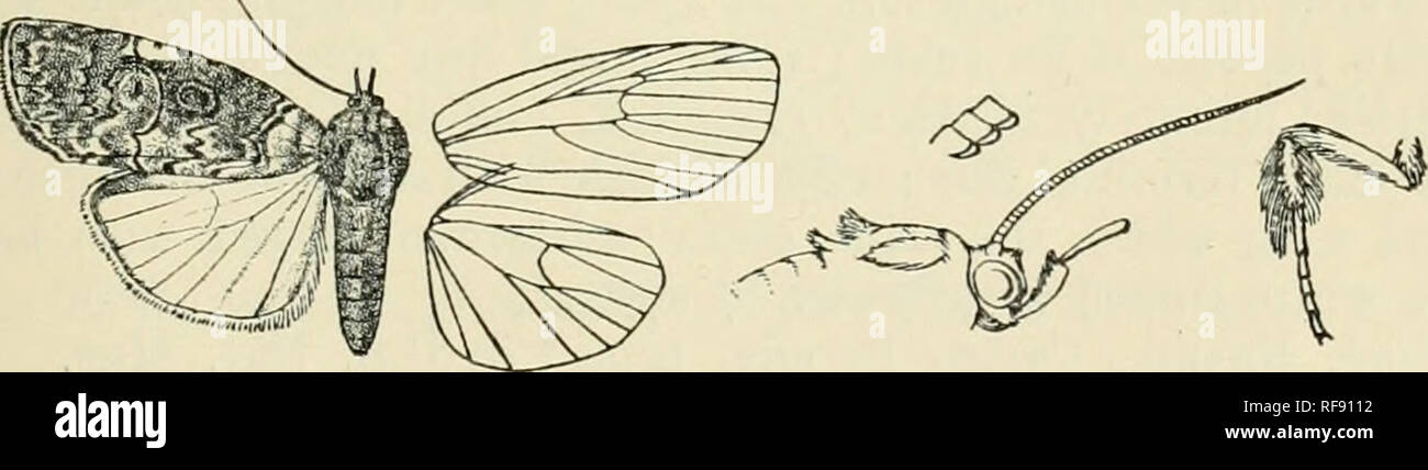 . Catalogue of Lepidoptera Phalaenae in the British Museum. Supplement ...