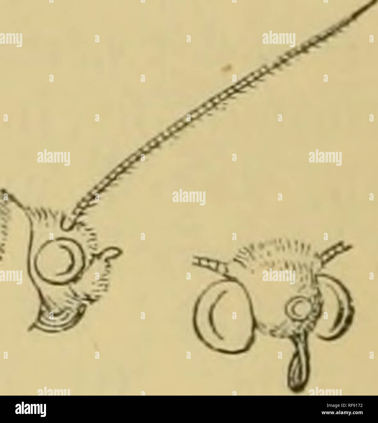 . Catalogue of the Lepidoptera Phalænæ in the British museum. Moths ...