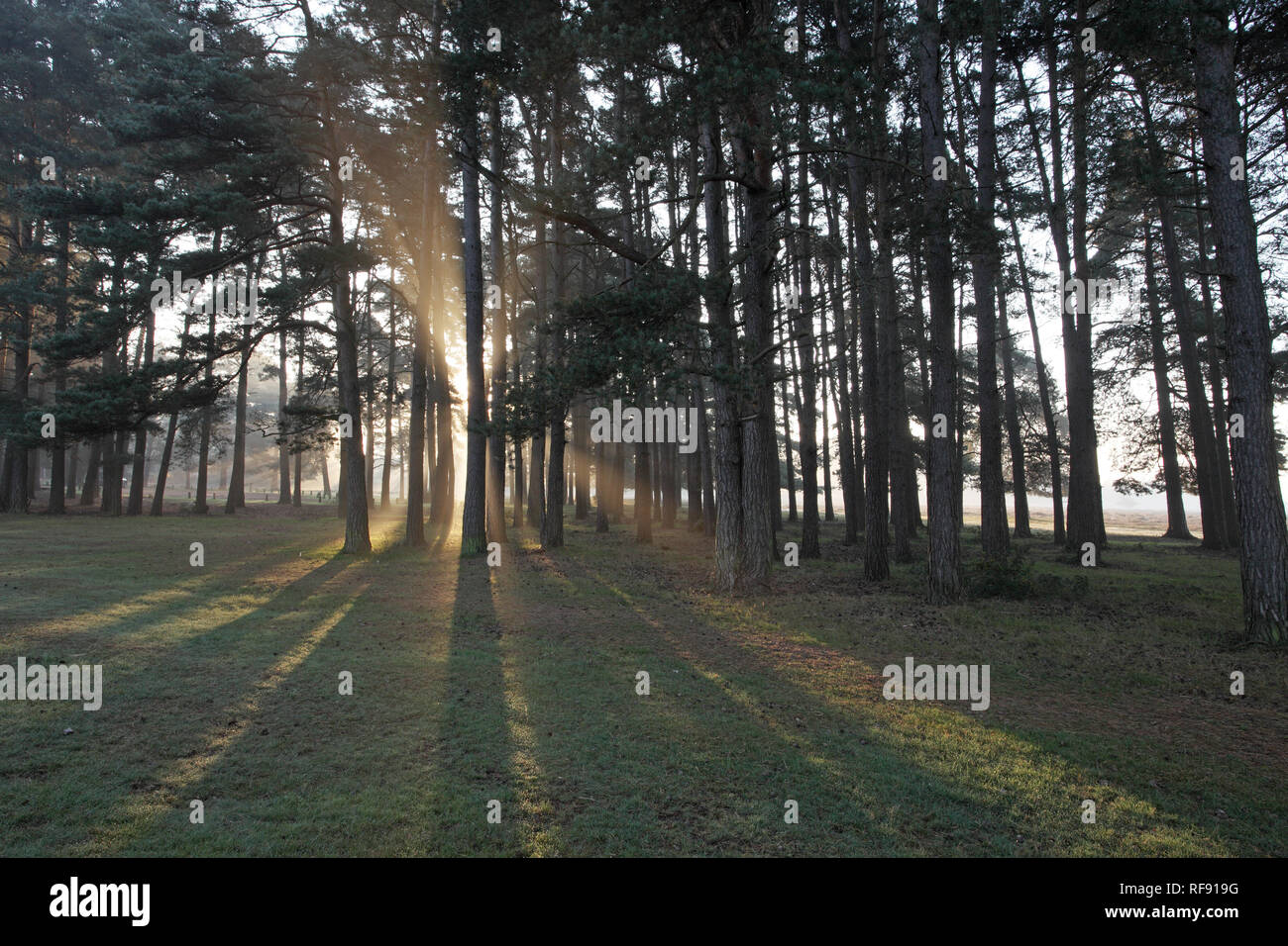 Light rays through Scots pines at Shatterford car park New Forest ...