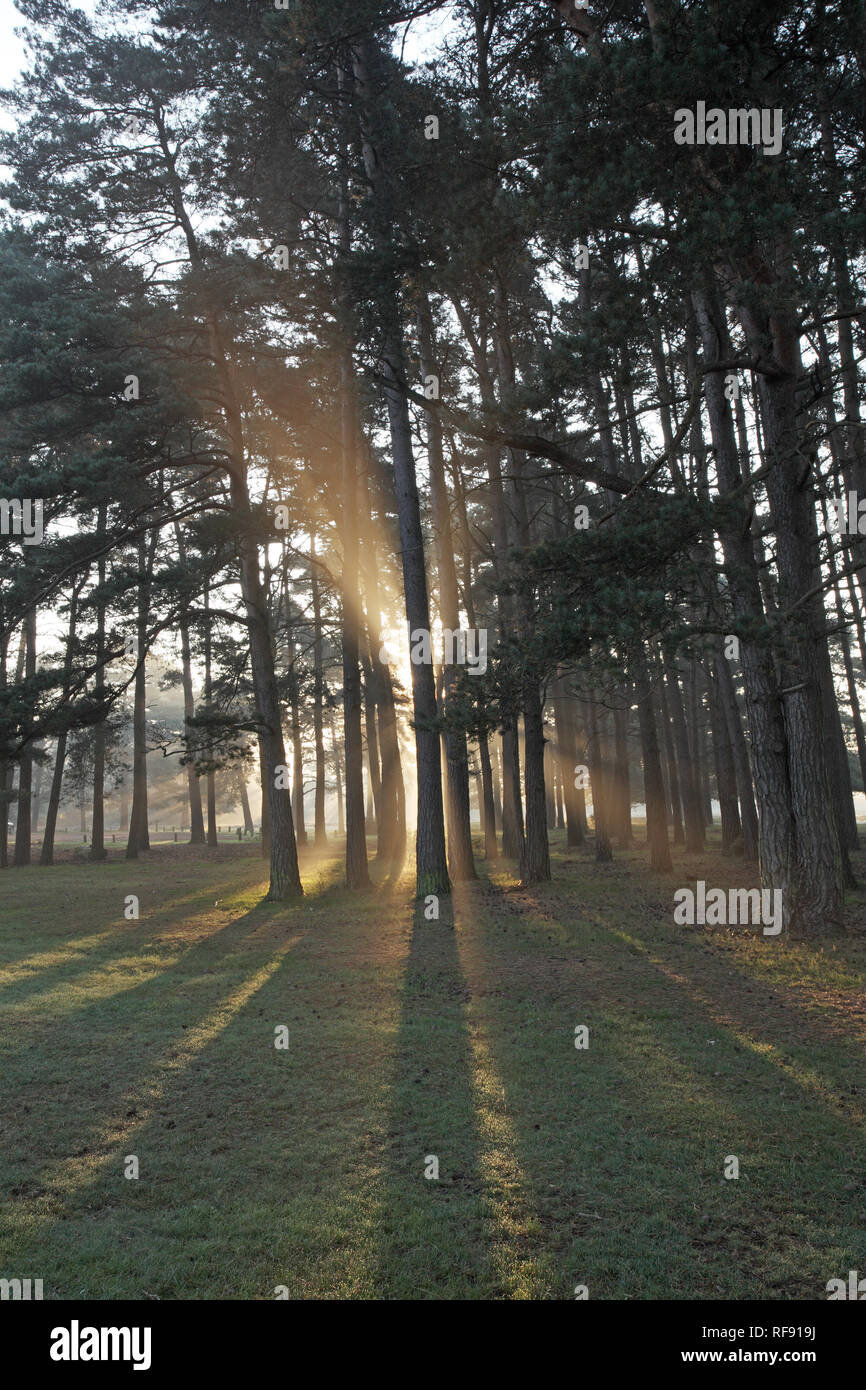 Light rays through Scots pines at Shatterford car park New Forest ...