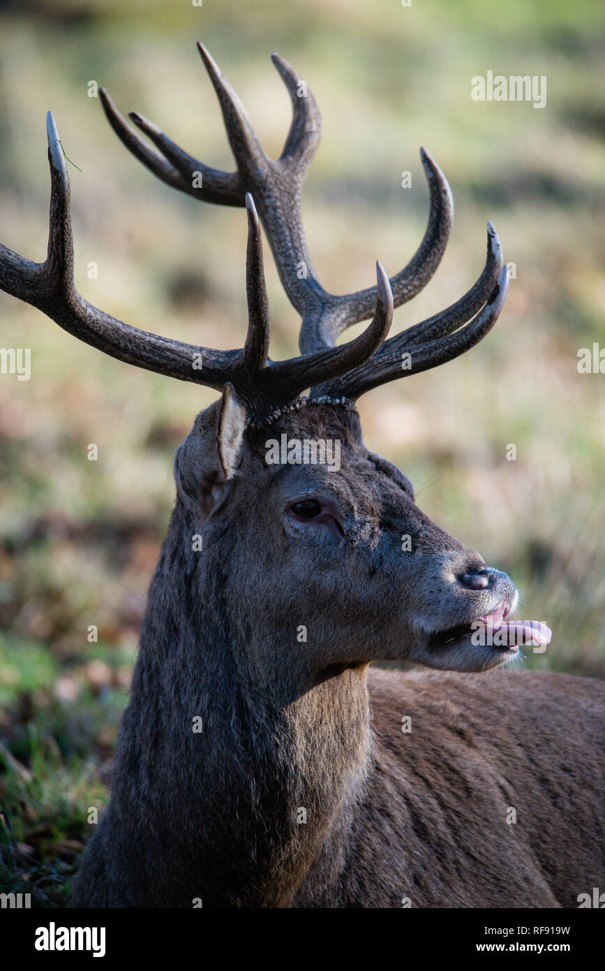 Red Deer in the winter sun, Woolaton Hall Stock Photo - Alamy