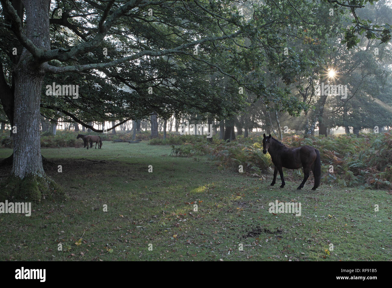 Ponies in Denny Wood New Forest National Park Hampshire England UK ...