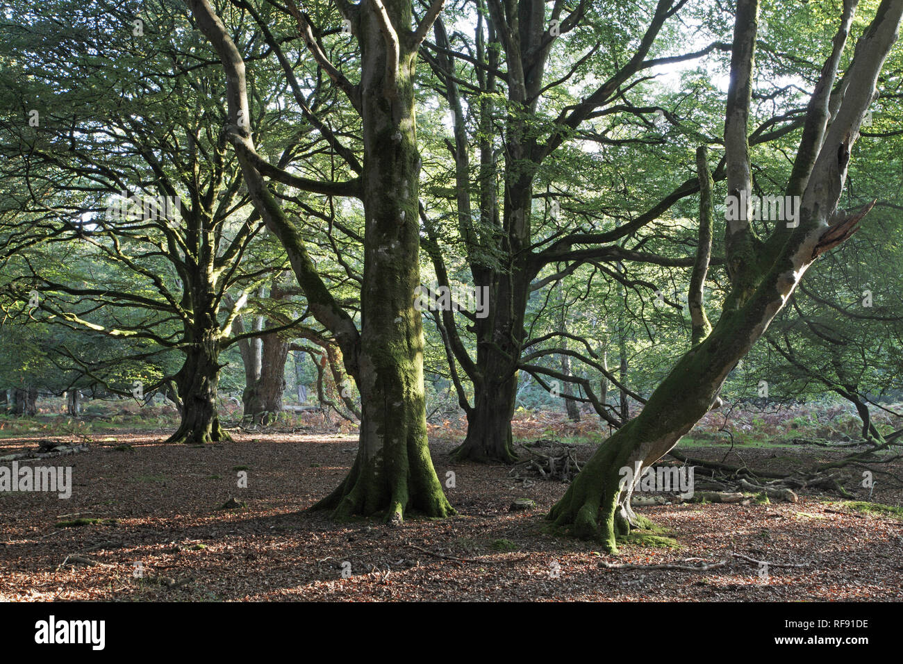 Great huntley inclosure hi-res stock photography and images - Alamy