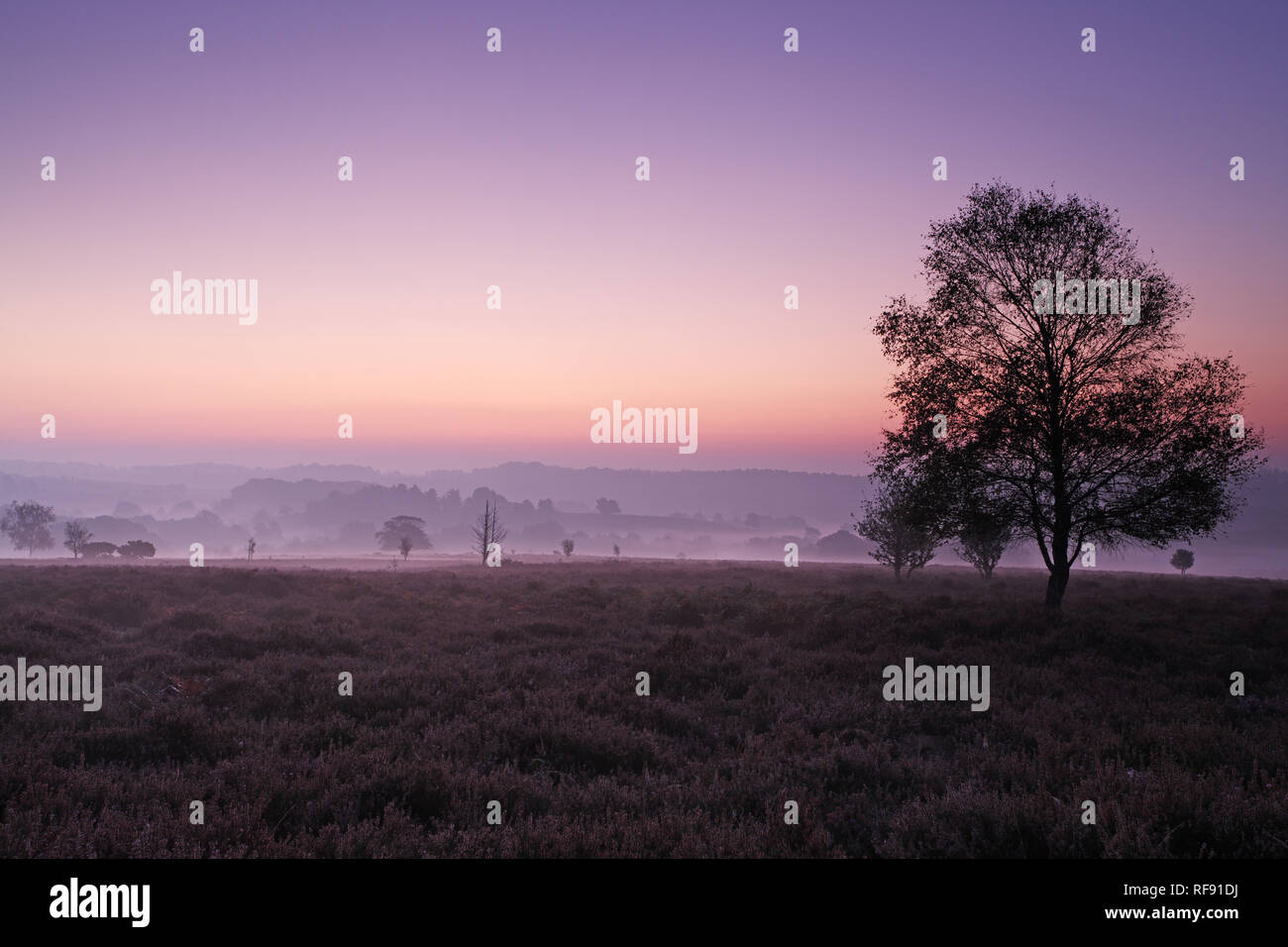 Silver birch Betula pendula and misty sunrise with the heathland and ...