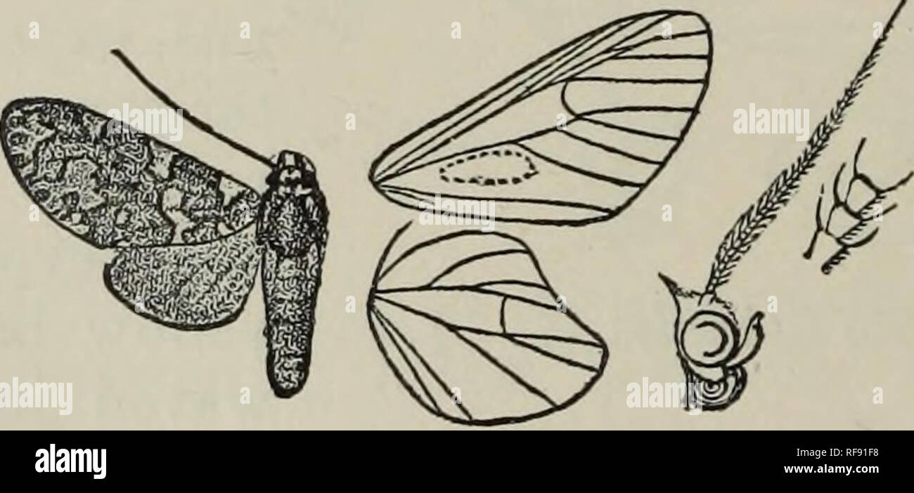 . Catalogue of the Lepidoptera Phalænæ in the British Museum. British ...