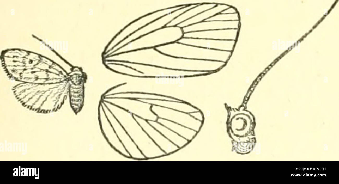 . Catalogue of Lepidoptera Phalaenae in the British Museum. Moths. AMA ...