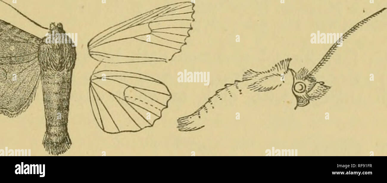 . Catalogue of the Lepidoptera Phalænæ in the British museum. Moths ...