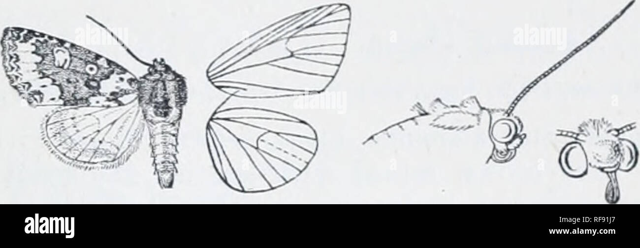 . Catalogue of Lepidoptera Phalaenae in the British Museum. Moths ...